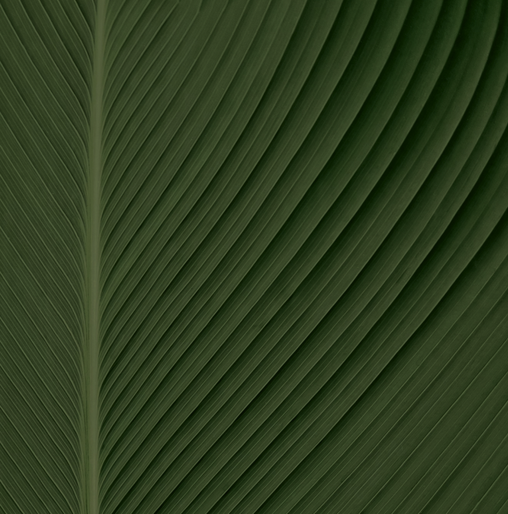 Phia: Your Personal Shopping Assistant